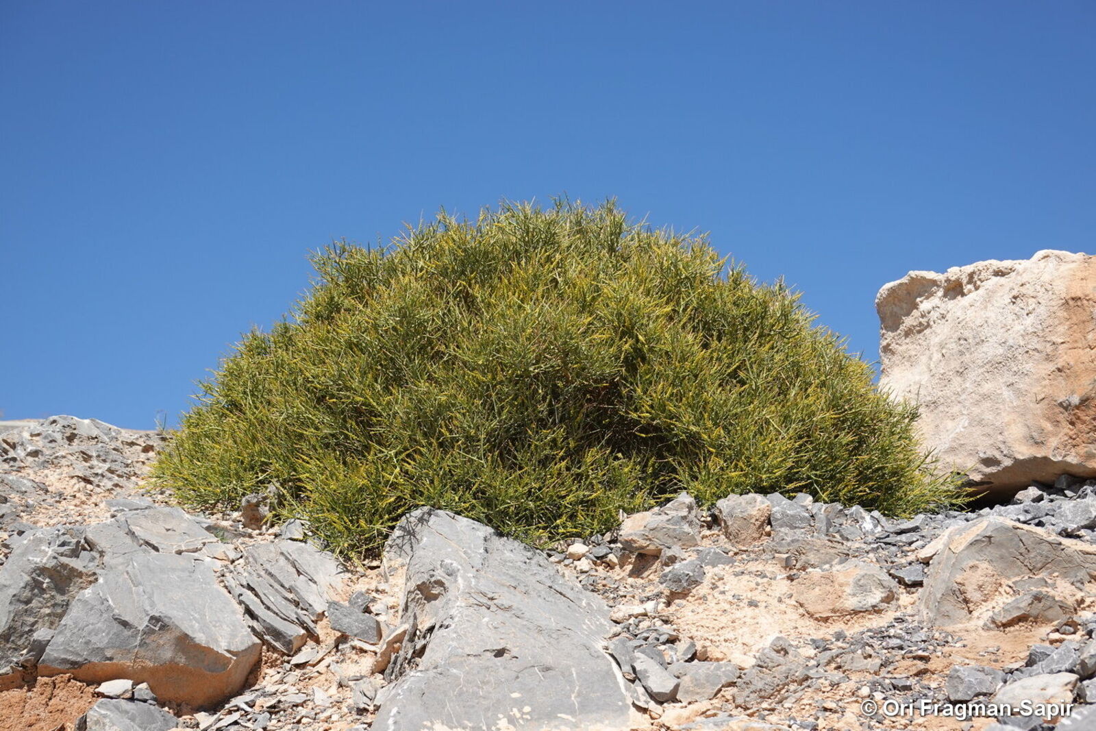 Ochradenus arabicus Chaudhary, Hillc. & A.G.Mill. | Plants of the World ...