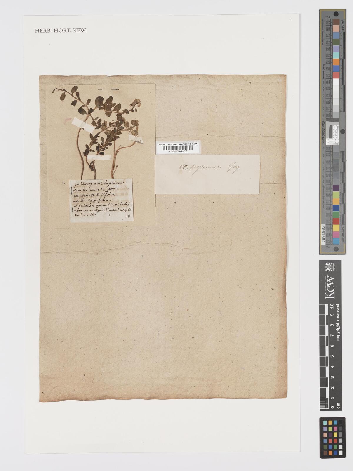 Adonis pyrenaica DC. | Plants of the World Online | Kew Science