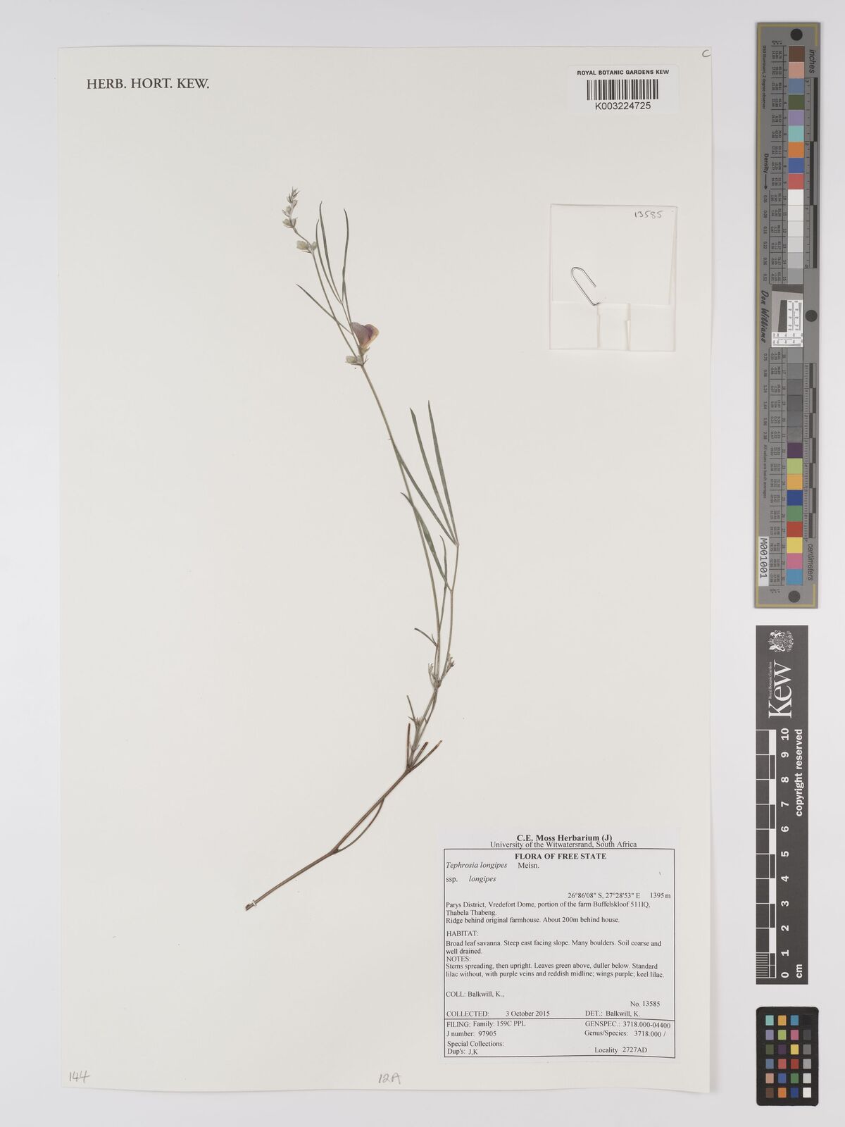 Tephrosia longipes var. longipes | Plants of the World Online | Kew Science