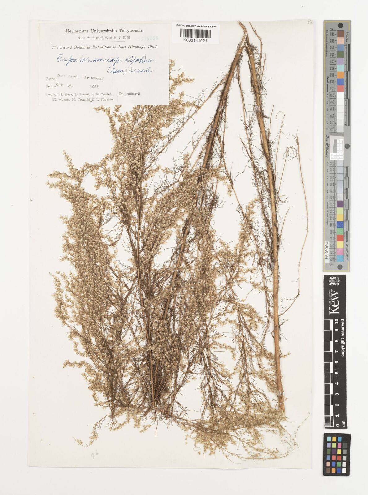 Eupatorium capillifolium (Lam.) Small ex Porter & Britton | Plants of ...