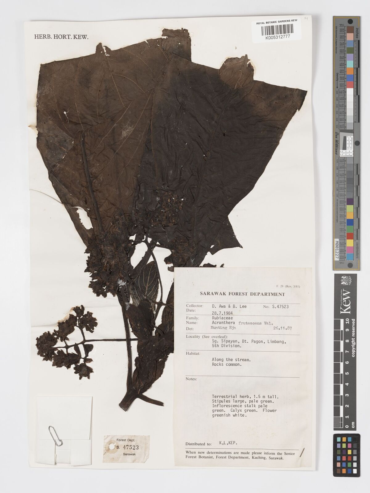 Acranthera frutescens Valeton | Plants of the World Online | Kew Science