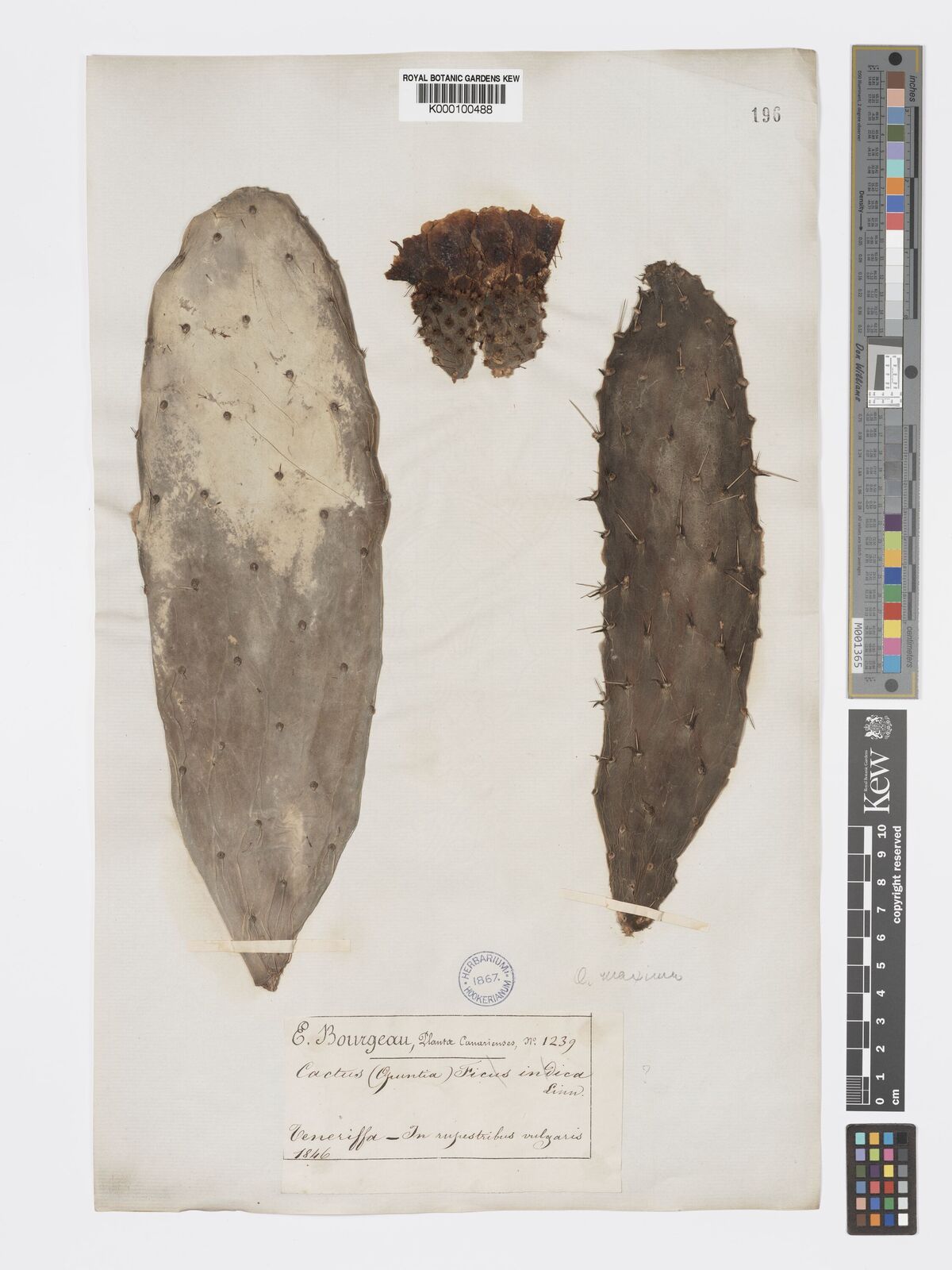 Opuntia maxima Mill. | Plants of the World Online | Kew Science