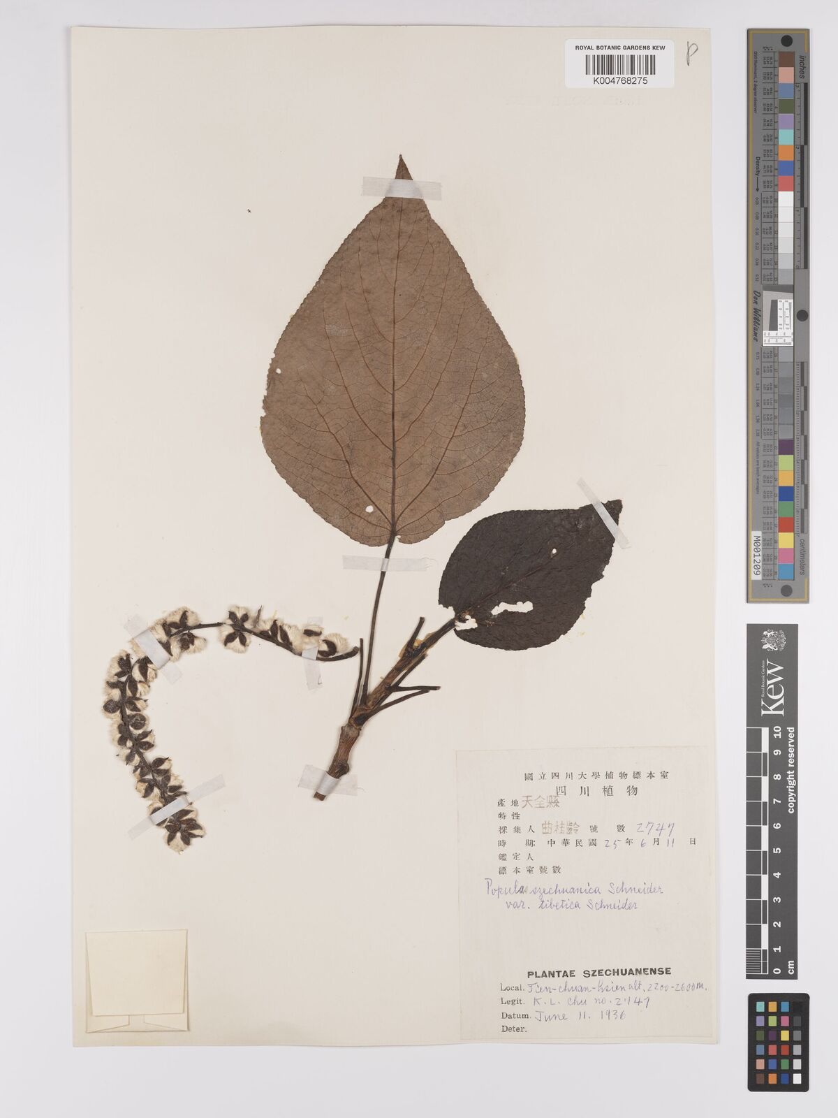 Populus ciliata Wall. ex Royle | Plants of the World Online | Kew Science