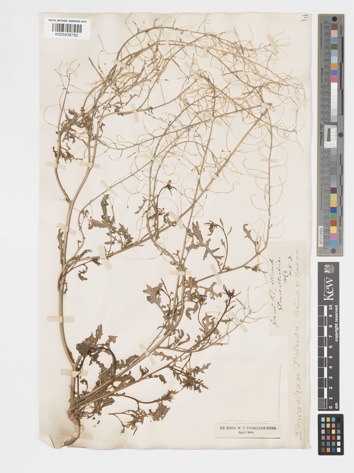 Erucastrum gallicum (Willd.) O.E.Schulz | Plants of the World Online ...