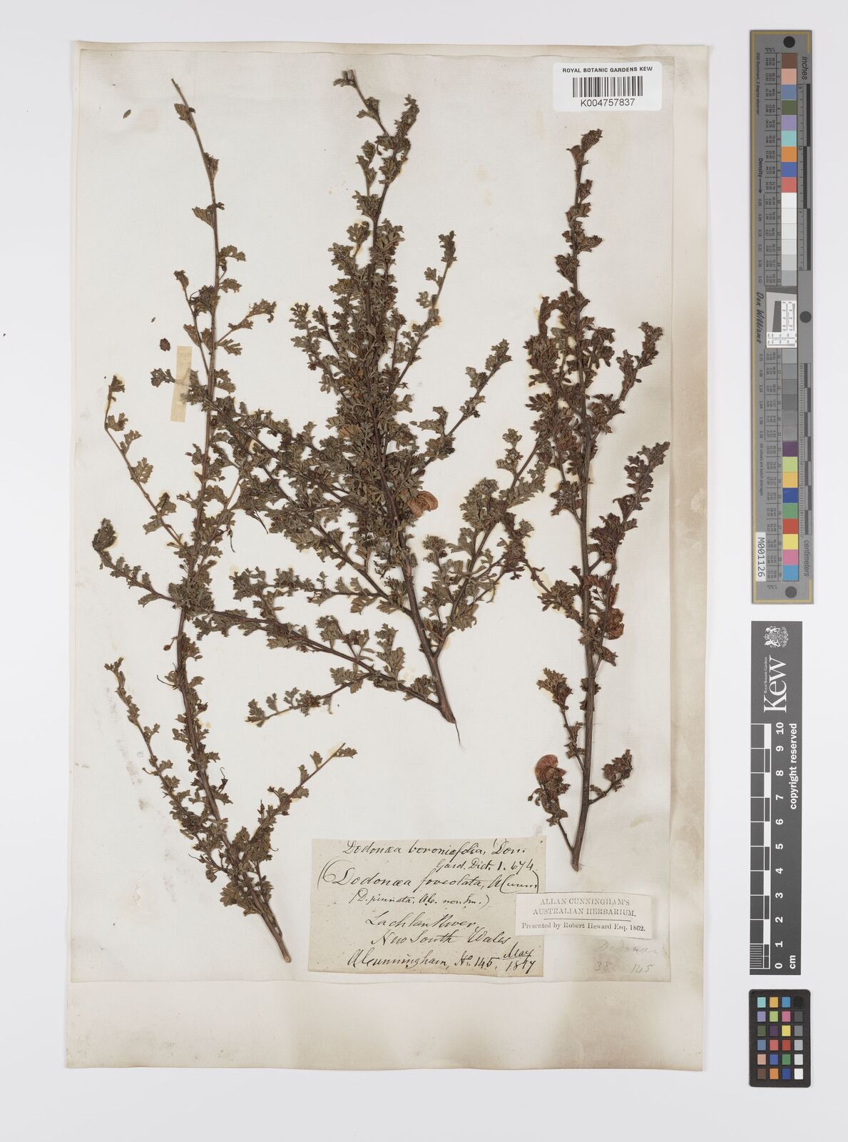 Dodonaea boroniifolia G.Don | Plants of the World Online | Kew Science