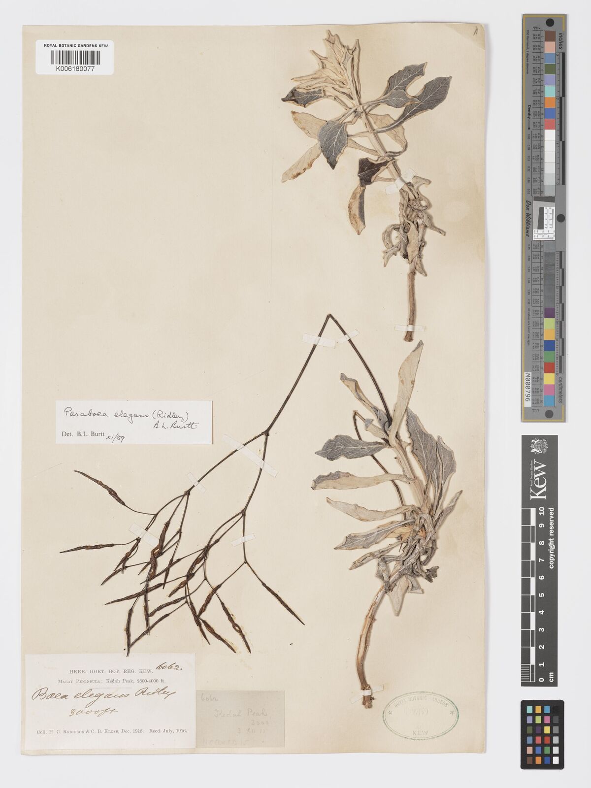 Paraboea elegans (Ridl.) B.L.Burtt | Plants of the World Online | Kew ...