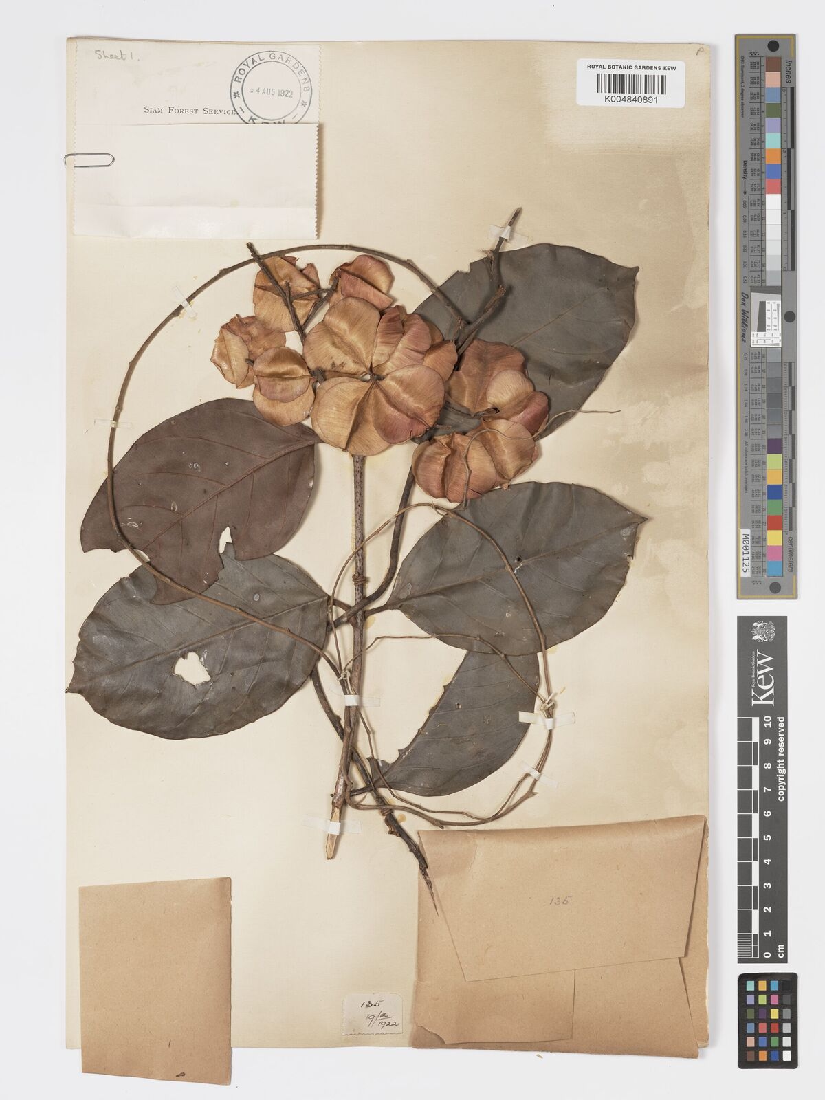 Combretum punctatum var. squamosum (Roxb. ex G.Don) M.Gangop. & Chakrab ...