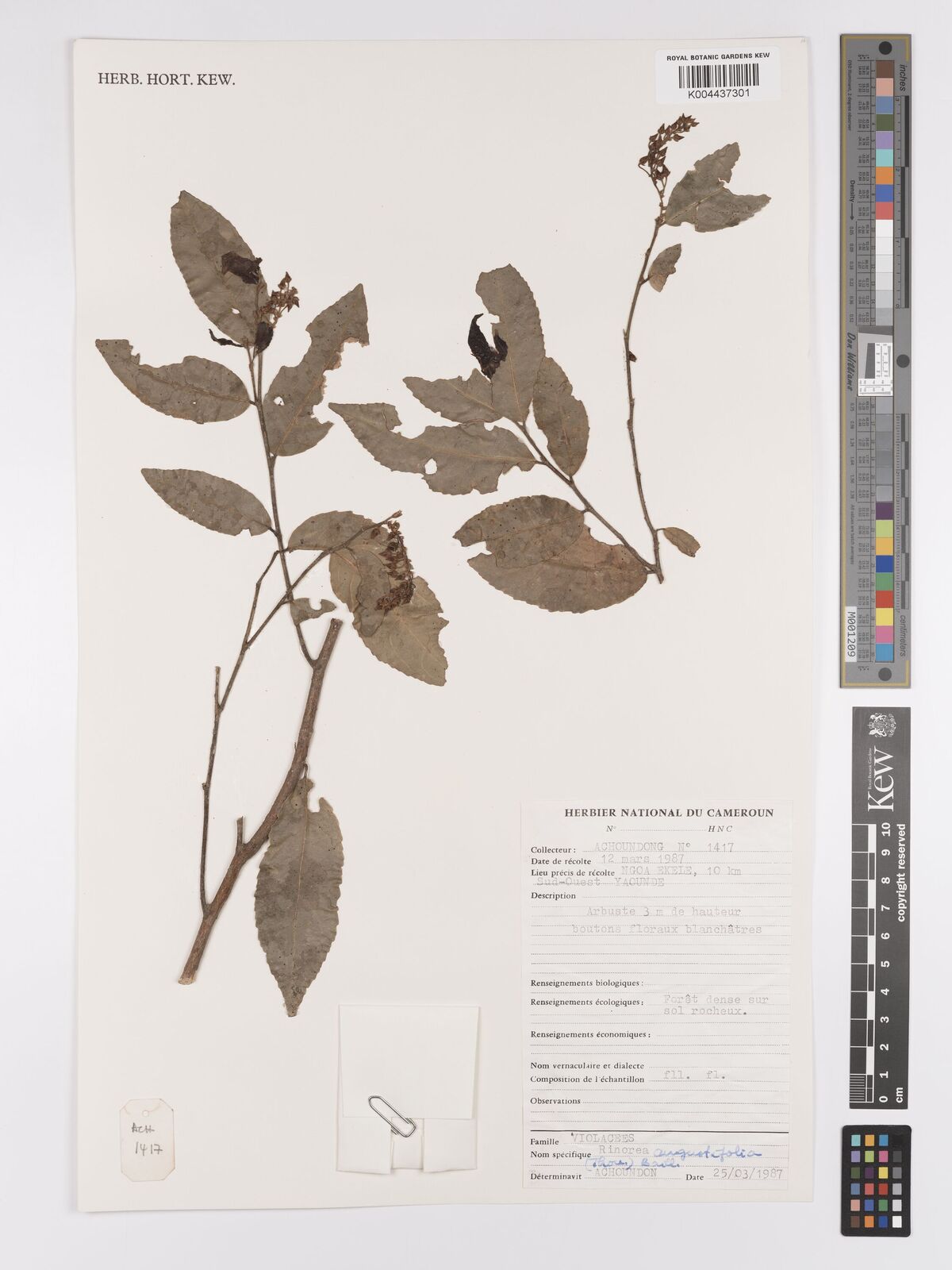 Rinorea angustifolia subsp. engleriana (De Wild. & T.Durand) Grey ...