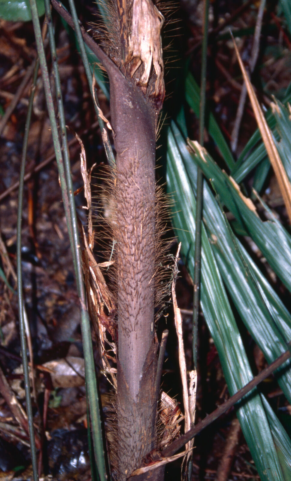 Calamus nanduensis W.J.Baker & J.Dransf. | Plants of the World Online ...