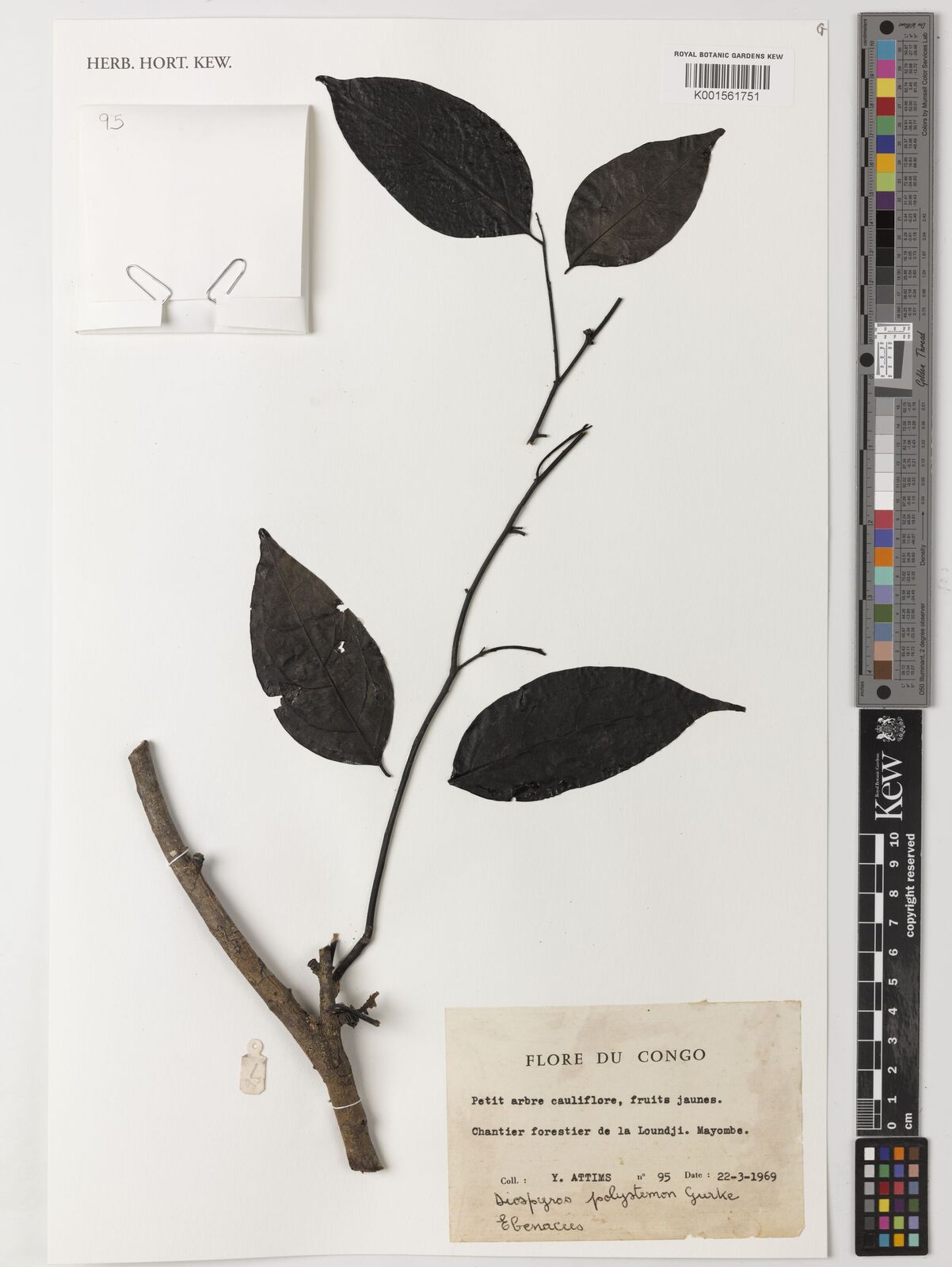 Diospyros polystemon Gürke | Plants of the World Online | Kew Science