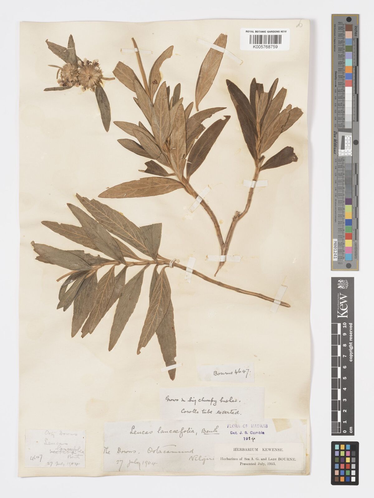 Leucas lanceifolia Desf. | Plants of the World Online | Kew Science