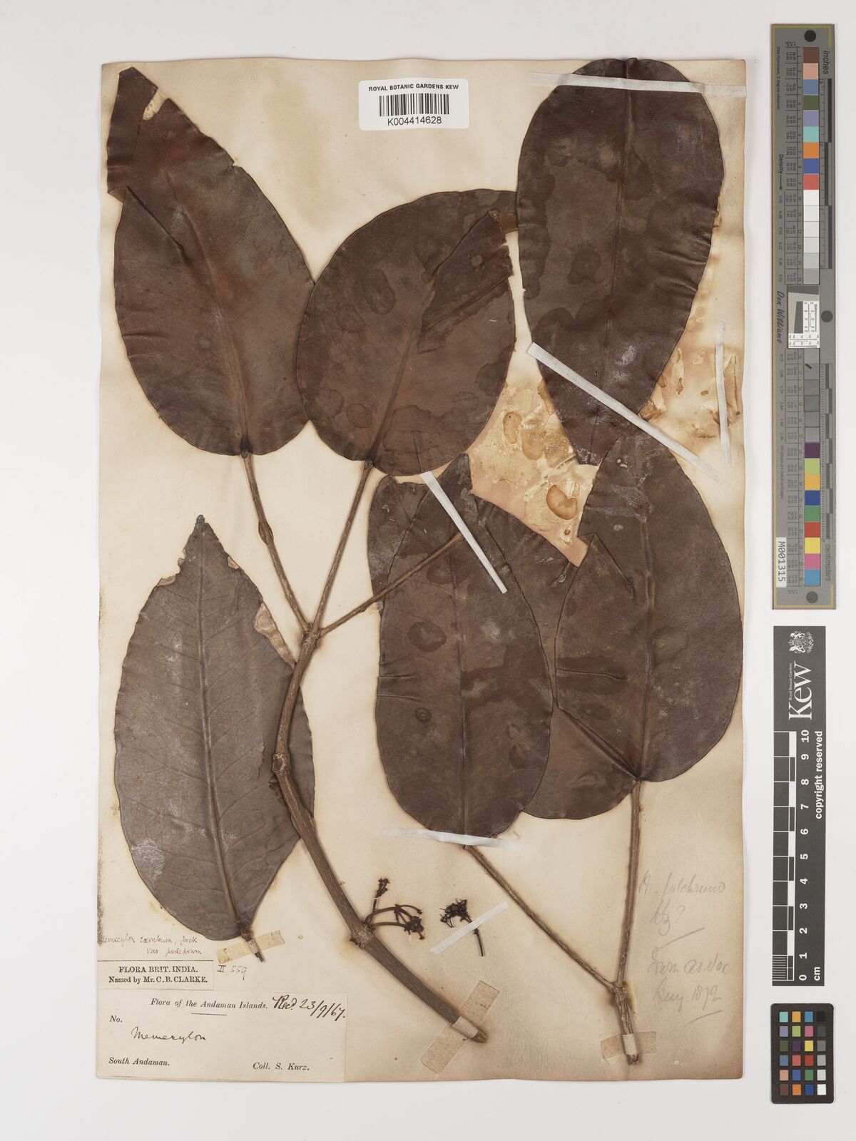 Memecylon megacarpum Furtado | Plants of the World Online | Kew Science