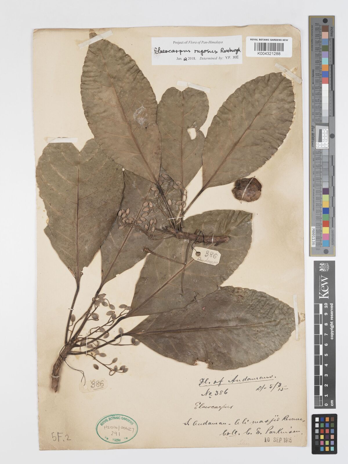 Elaeocarpus rugosus Roxb. ex G.Don | Plants of the World Online | Kew ...