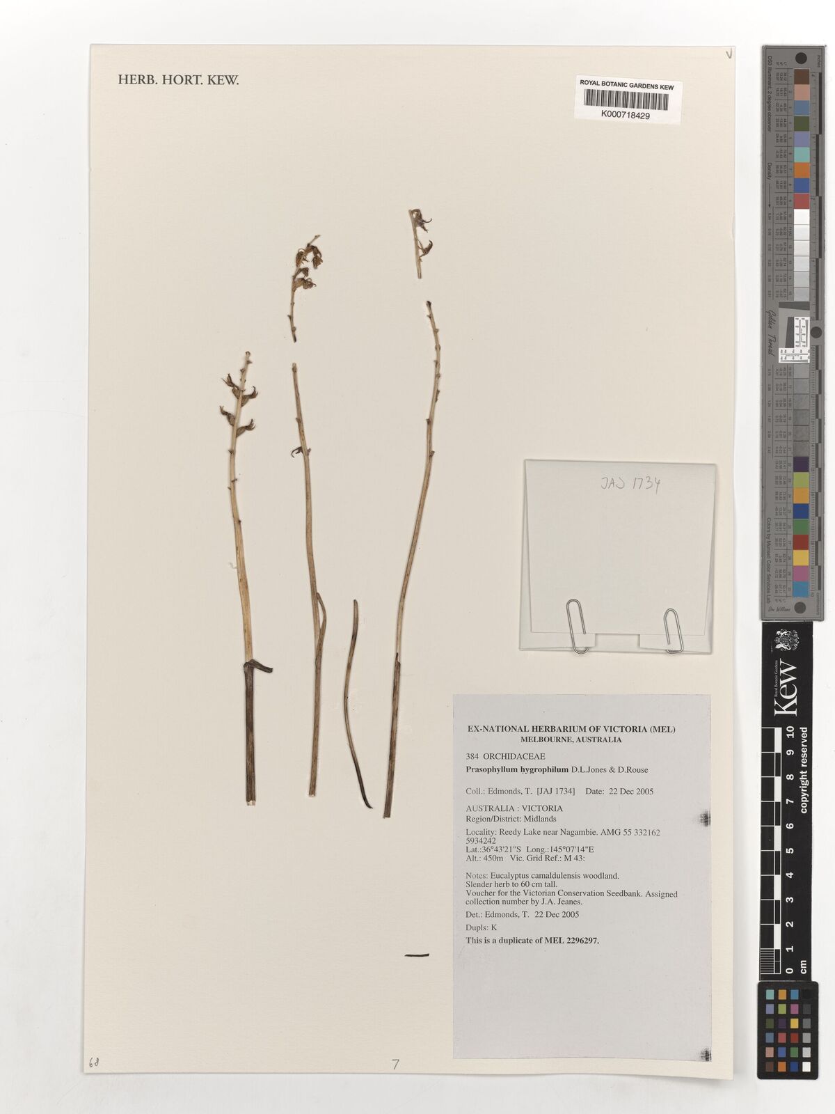 Prasophyllum hygrophilum D.L.Jones & D.T.Rouse | Plants of the World ...