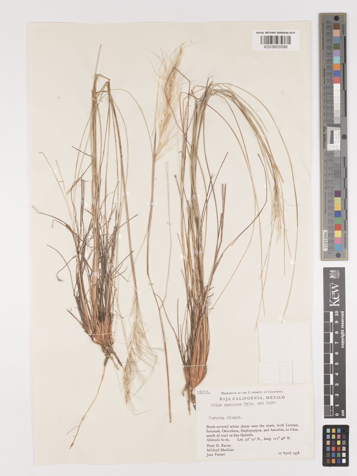 Pappostipa speciosa (Trin. & Rupr.) Romasch. | Plants of the World ...