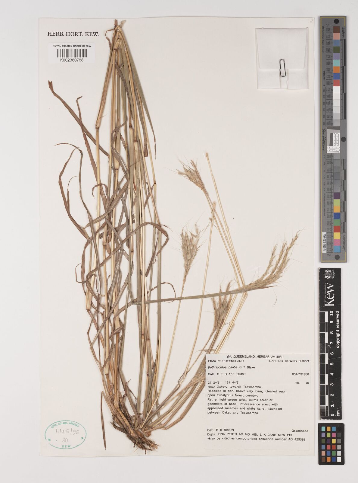 Bothriochloa biloba S.T.Blake | Plants of the World Online | Kew Science