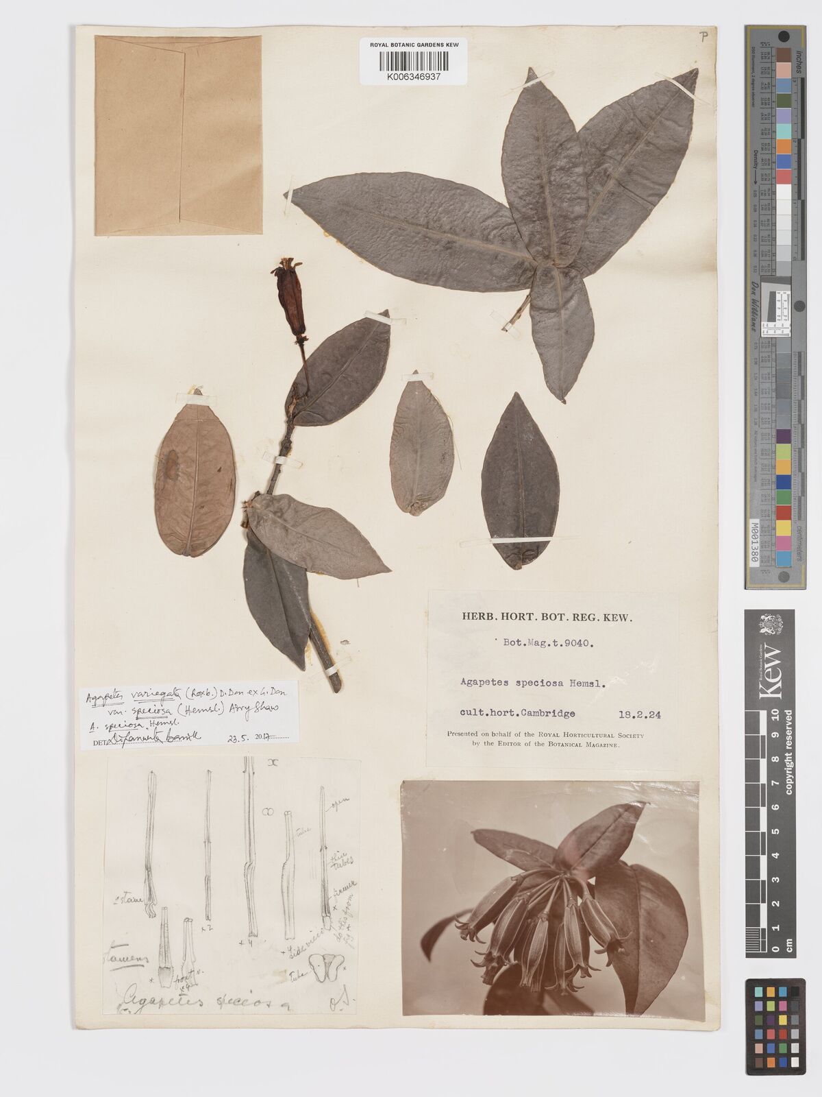Agapetes variegata var. speciosa (Hemsl.) Airy Shaw | Plants of the ...