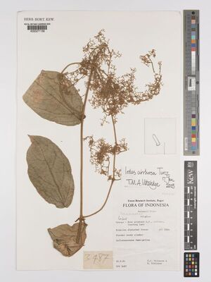 Iodes cirrhosa Turcz. | Plants of the World Online | Kew Science