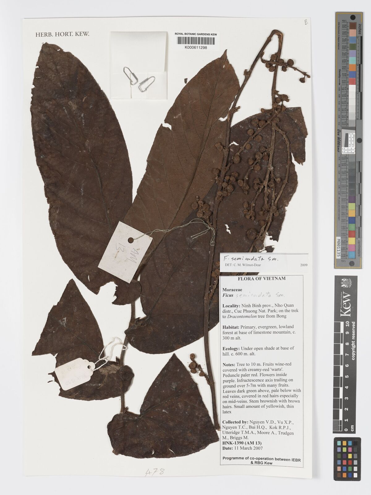 Ficus semicordata Buch.-Ham. ex Sm. | Plants of the World Online | Kew ...