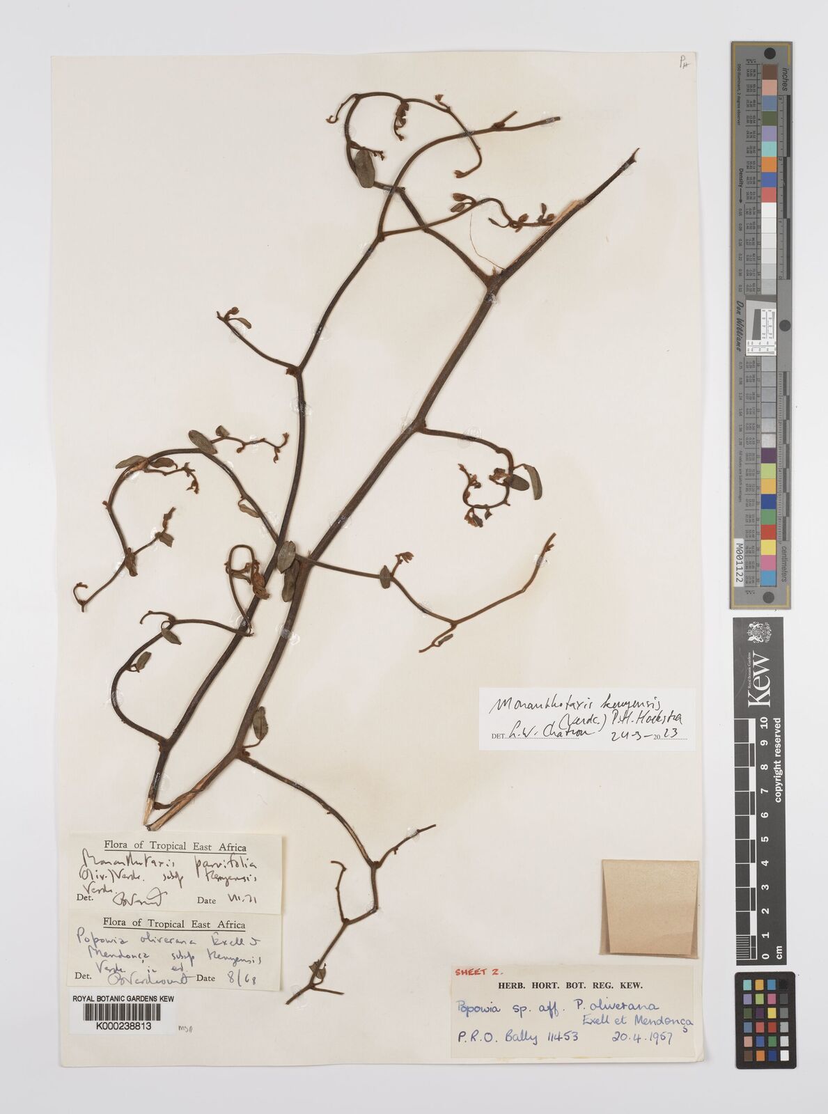 Monanthotaxis Baill. | Plants of the World Online | Kew Science