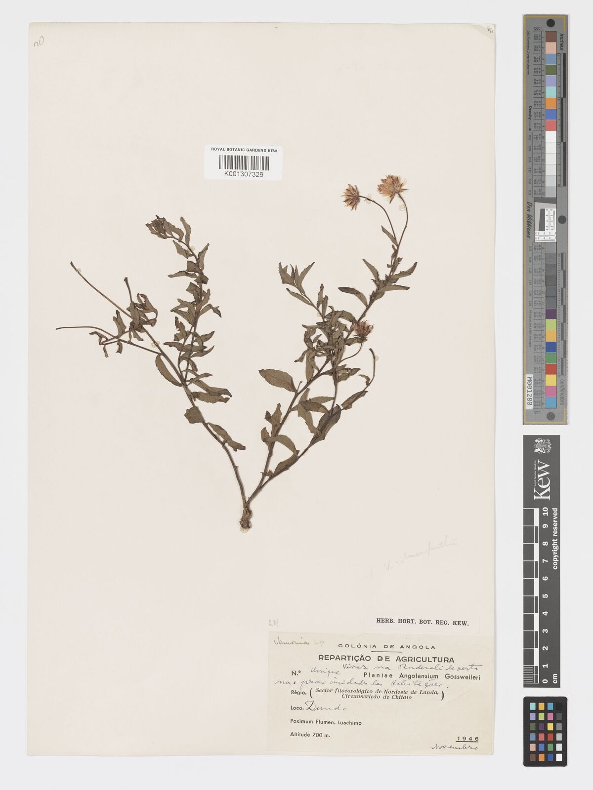 Linzia gerberiformis subsp. gerberiformis | Plants of the World Online ...