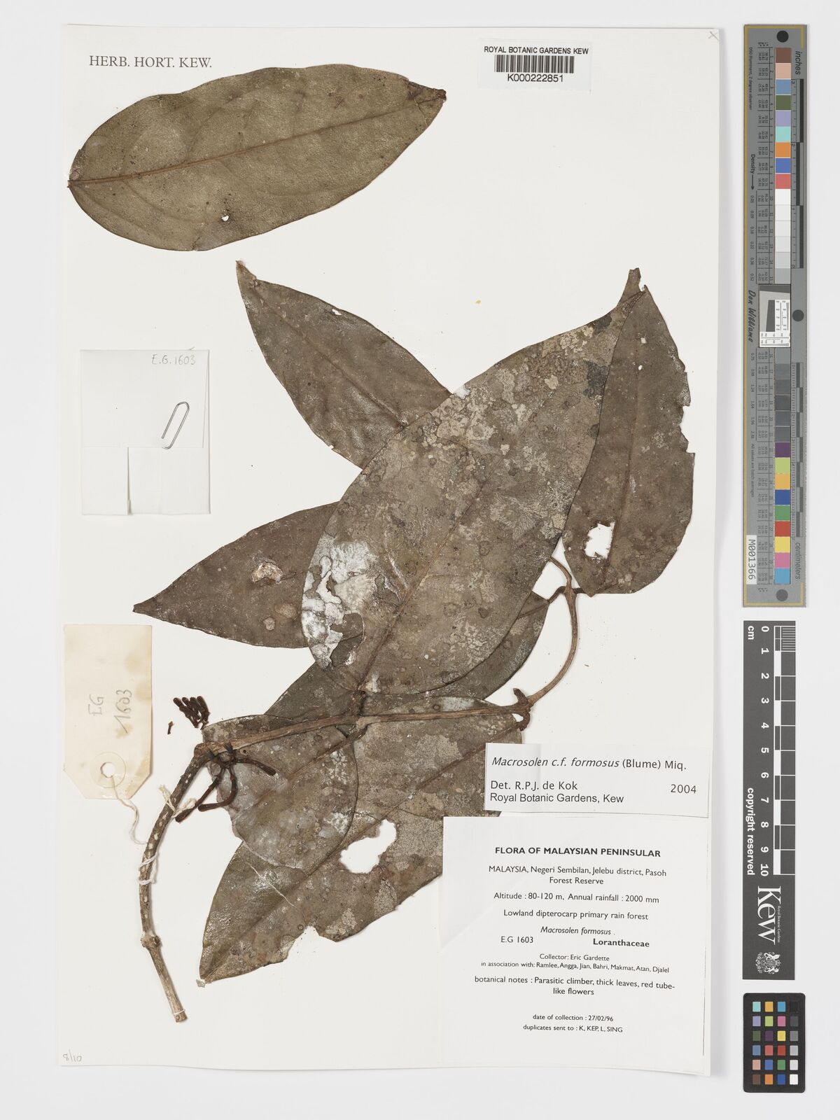 Macrosolen formosus (Blume) Miq. | Plants of the World Online | Kew Science