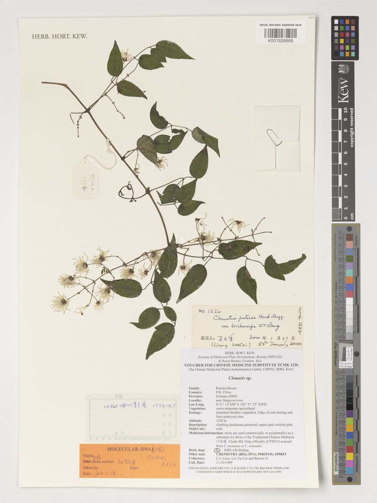Clematis peterae var. trichocarpa W.T.Wang | Plants of the World Online ...