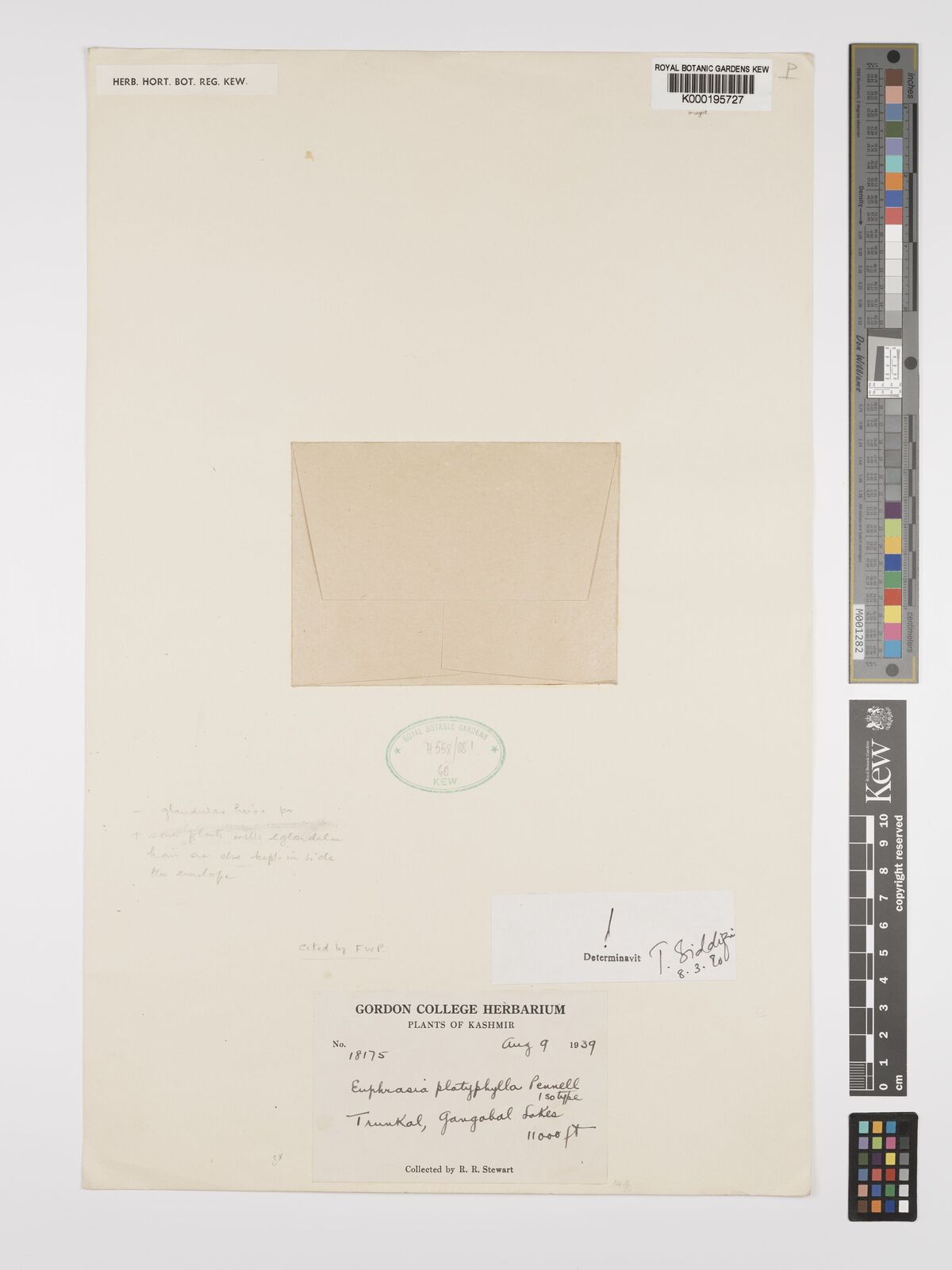 Euphrasia platyphylla Pennell | Plants of the World Online | Kew Science