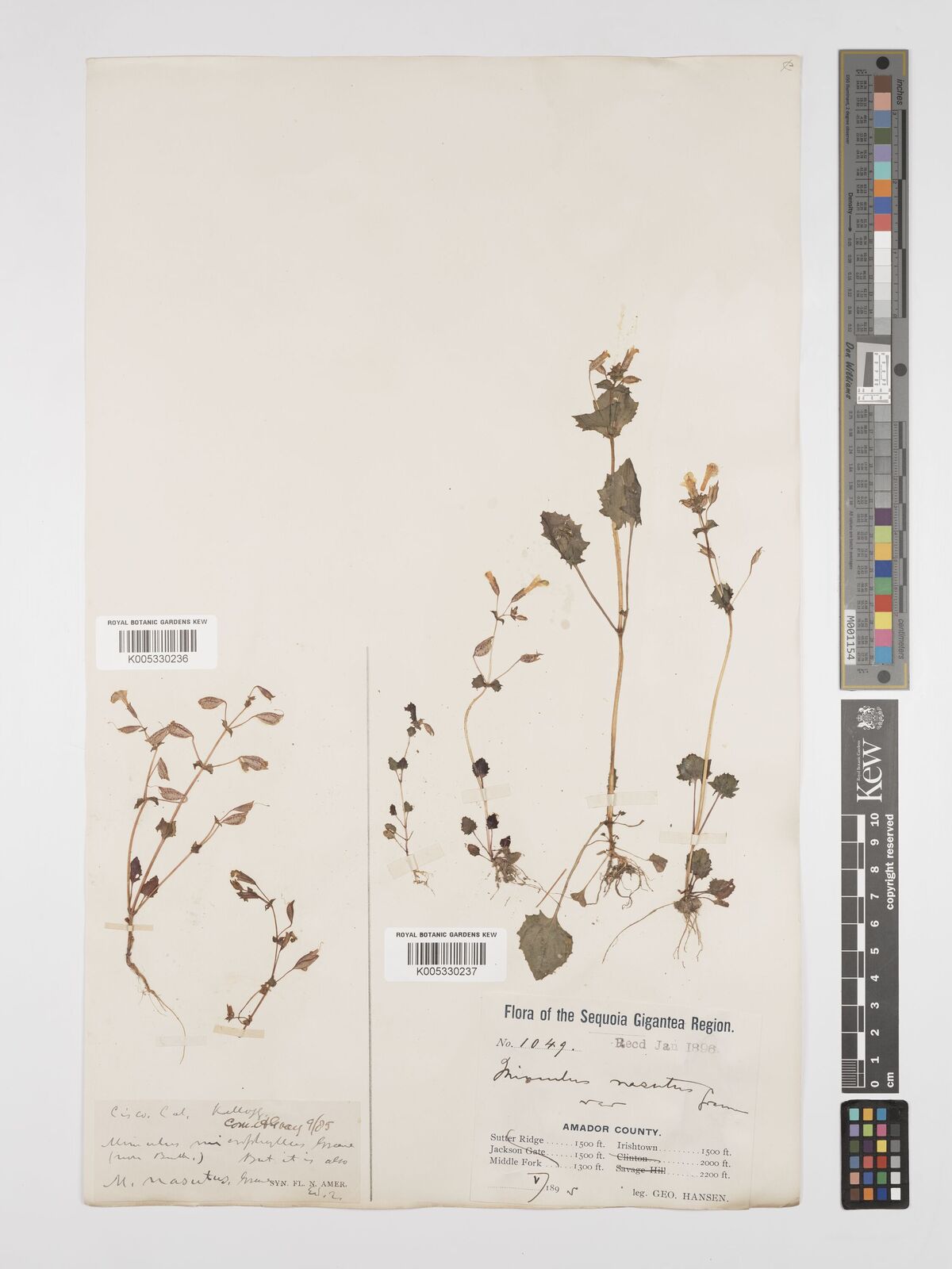 Erythranthe nasuta (Greene) G.L.Nesom | Plants of the World Online ...