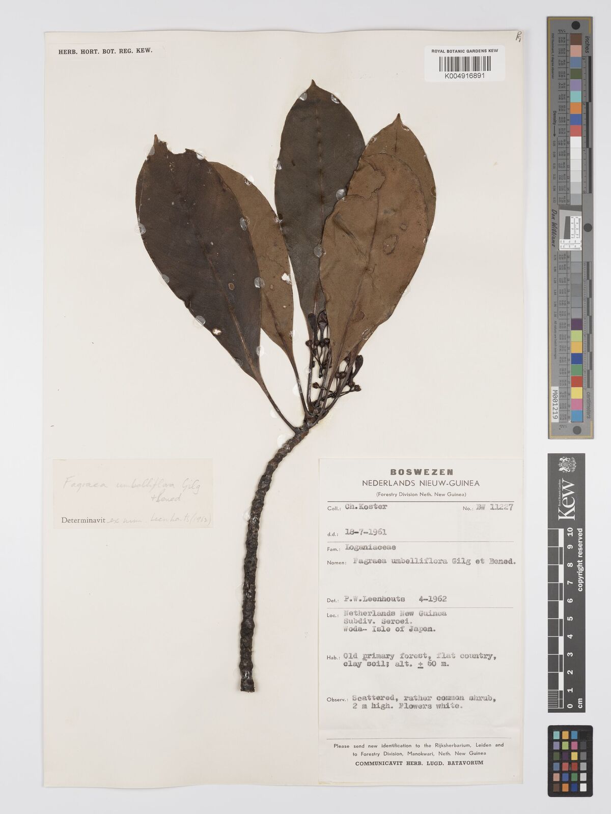 Fagraea umbelliflora Gilg & Gilg-Ben. | Plants of the World Online ...