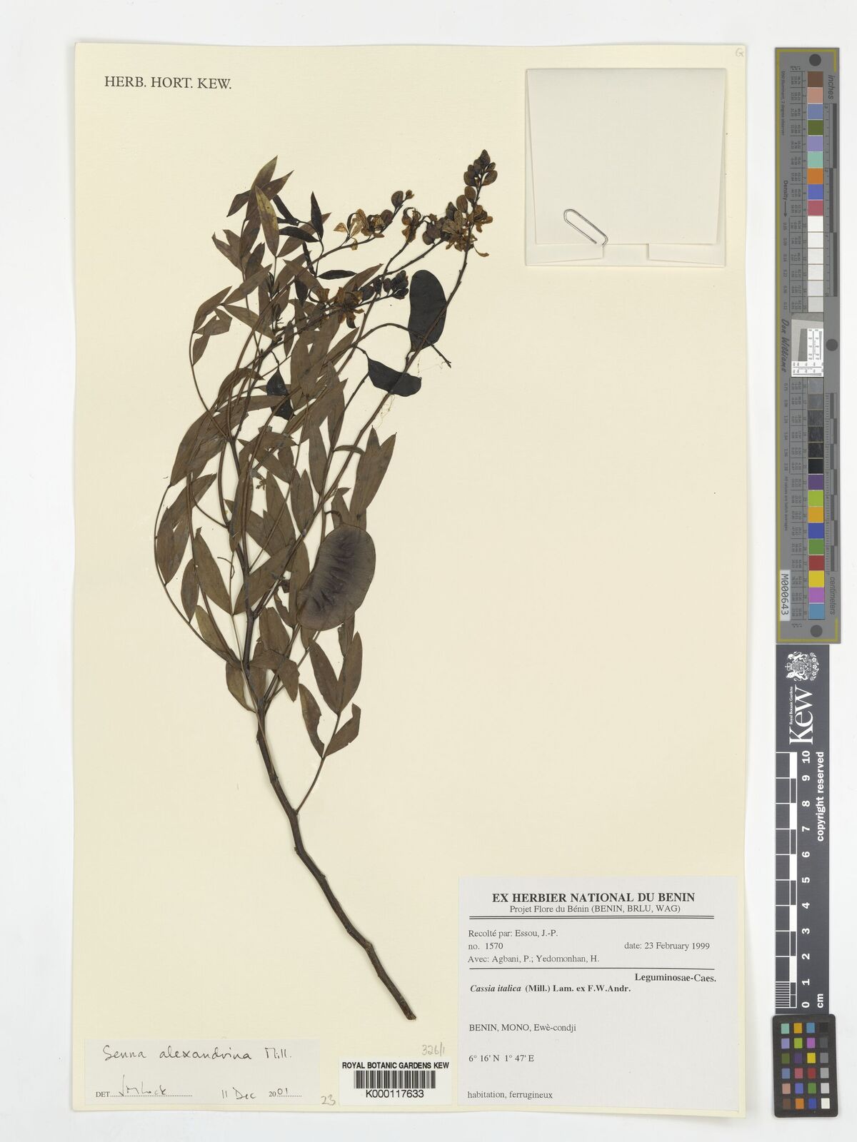 Senna alexandrina Mill. | Colombian Plants made accessible