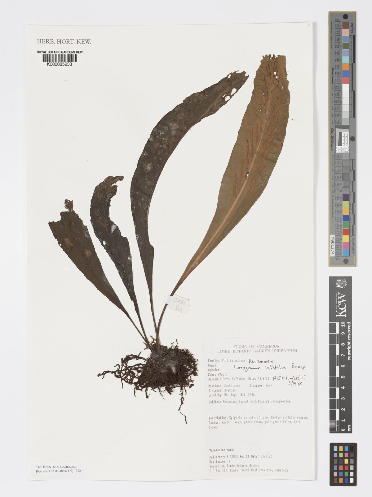 Loxogramme latifolia Bonap. | Plants of the World Online | Kew Science