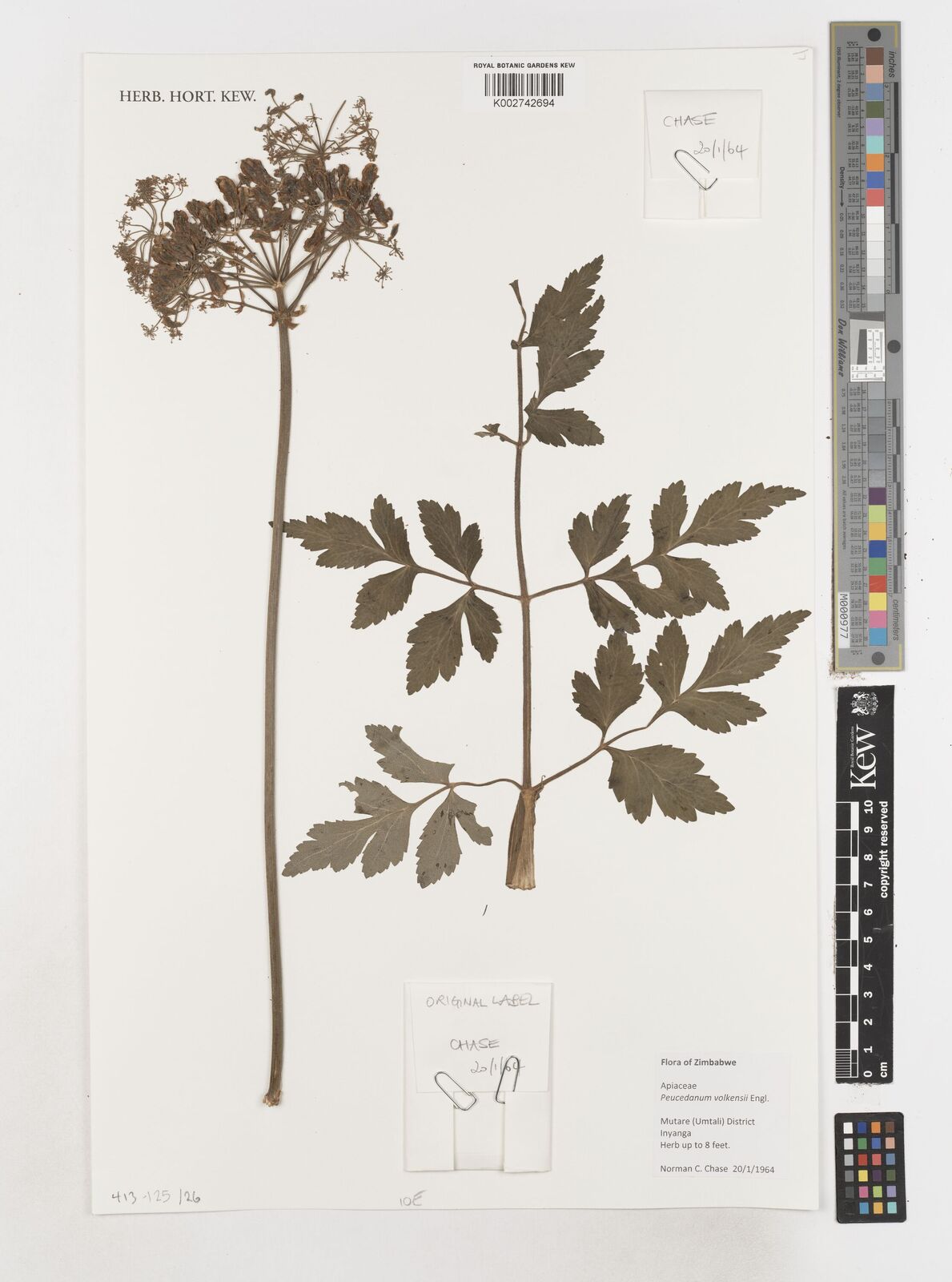 Afroligusticum volkensii (Engl.) P.J.D.Winter | Plants of the World ...