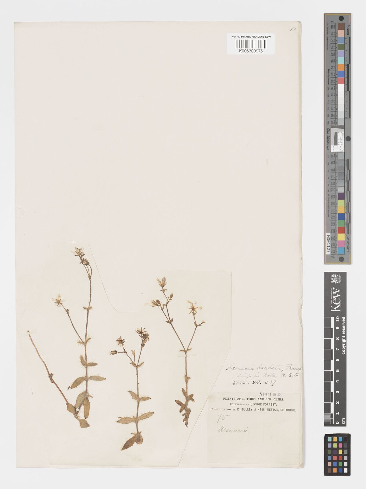 Odontostemma barbatum (Franch.) Sadeghian & Zarre | Plants of the World ...