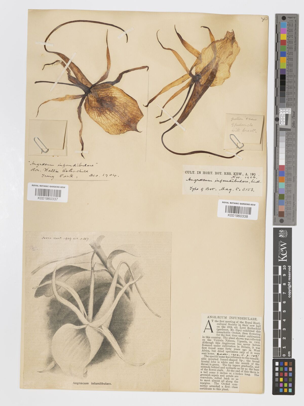 Angraecum infundibulare Lindl. | Plants of the World Online | Kew Science