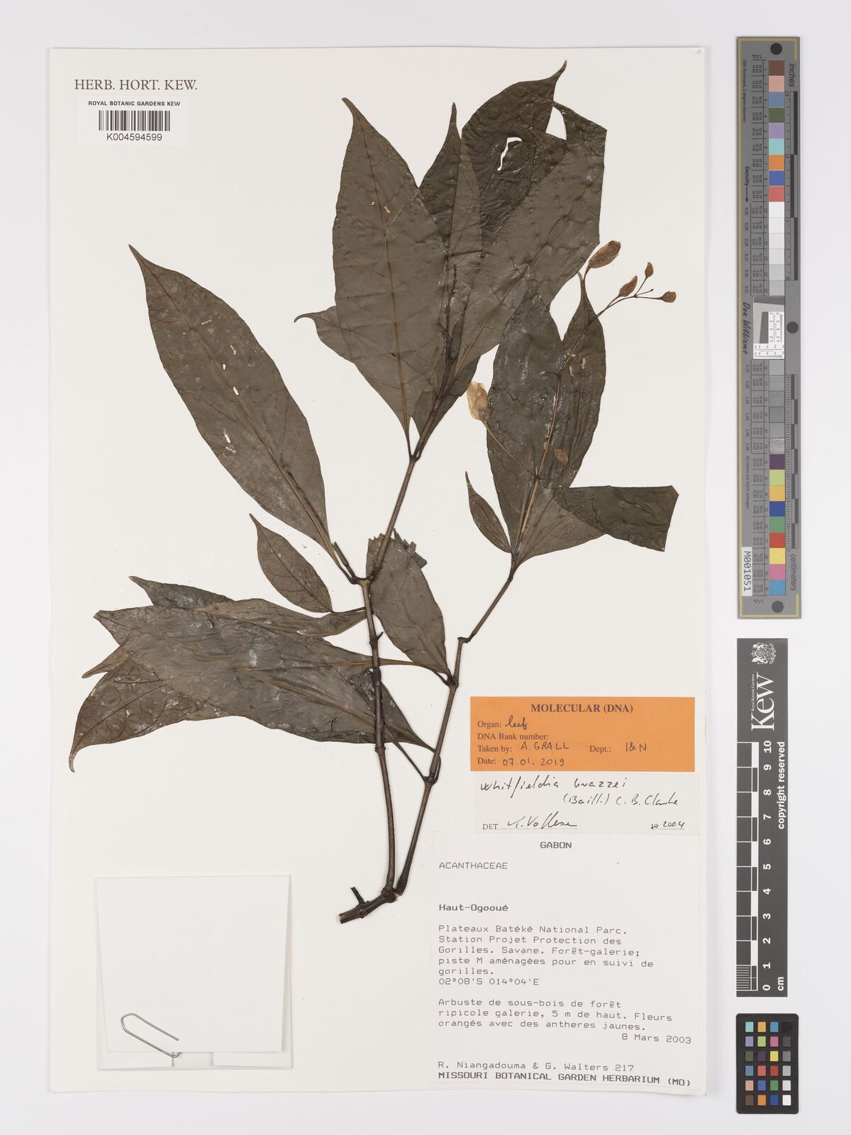 Whitfieldia brazzae (Baill.) C.B.Clarke | Plants of the World Online ...