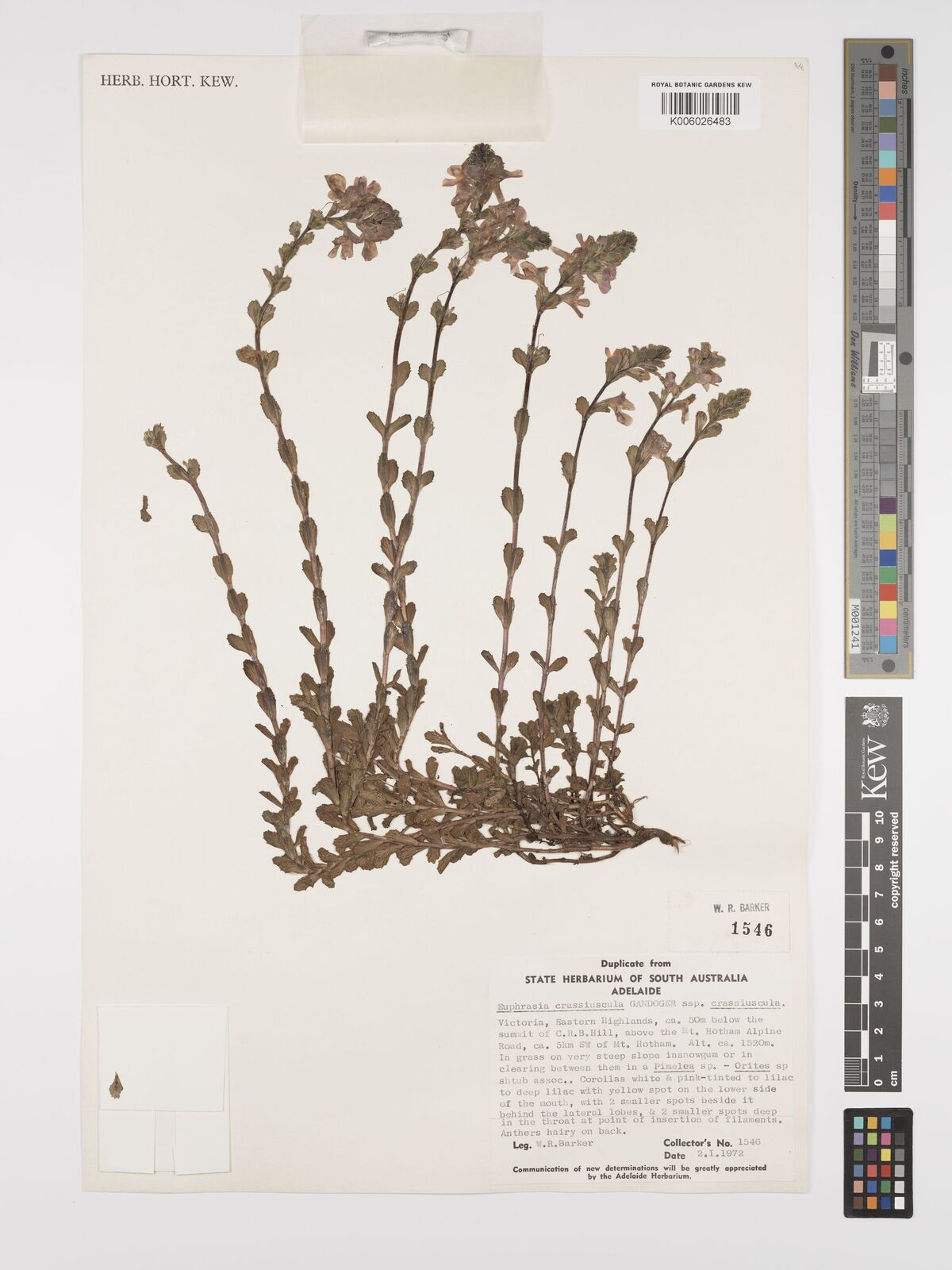 Euphrasia crassiuscula subsp. crassiuscula | Plants of the World Online ...