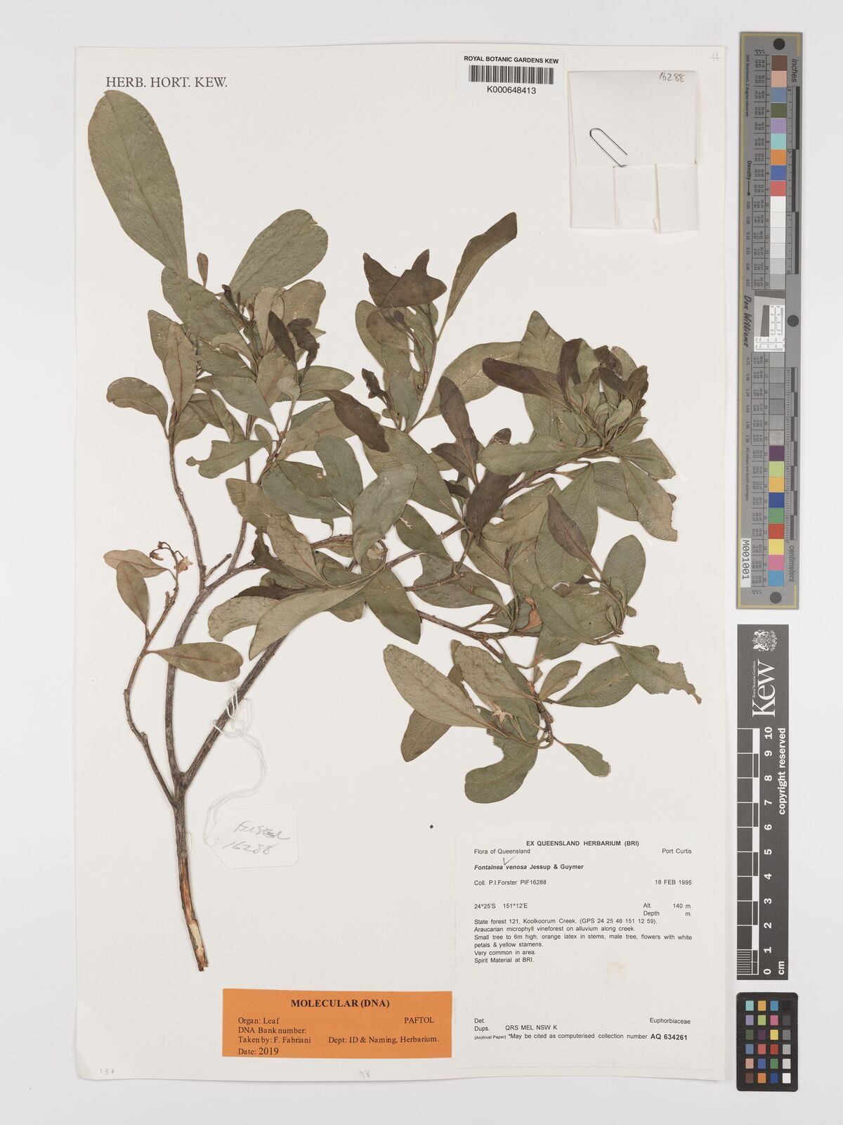 Fontainea venosa Jessup & Guymer | Plants of the World Online | Kew Science