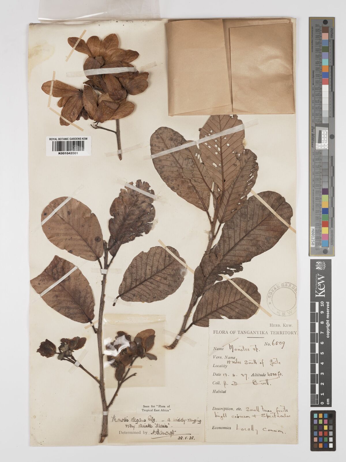 Monotes hypoleucus var. caloneurus (Gilg) Meerts | Plants of the World ...