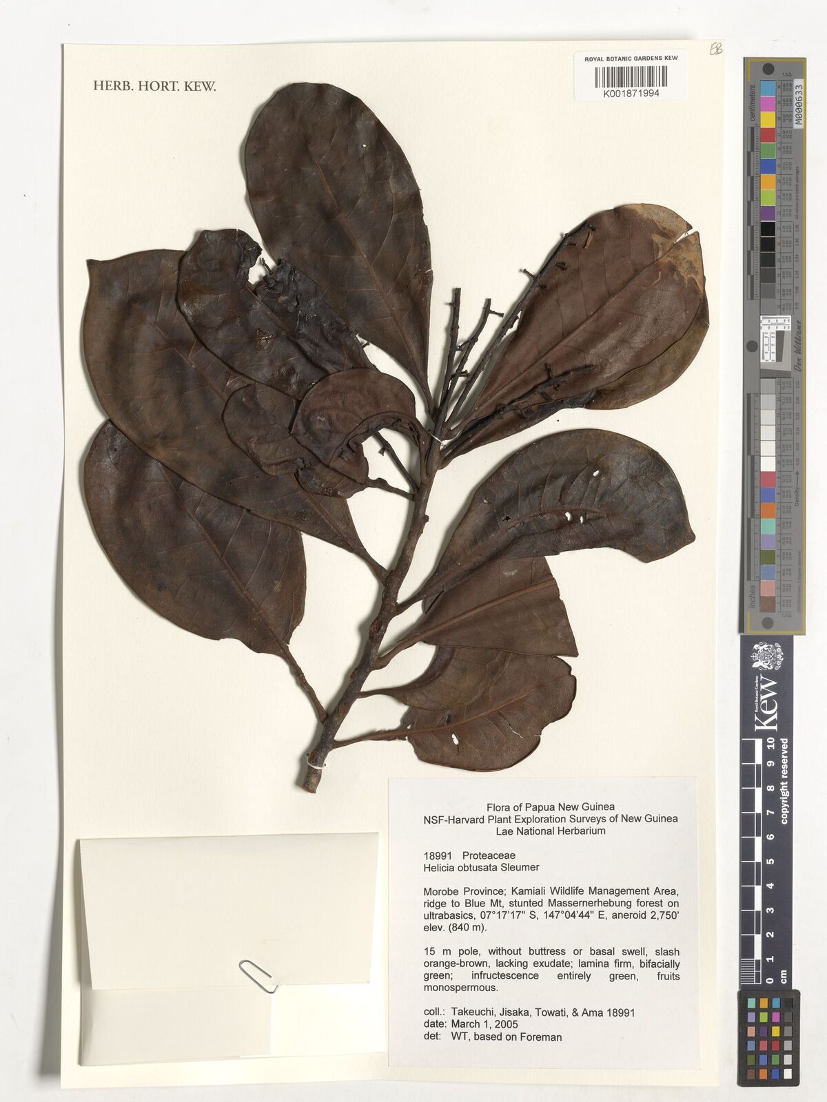 Helicia obtusata Sleumer | Plants of the World Online | Kew Science