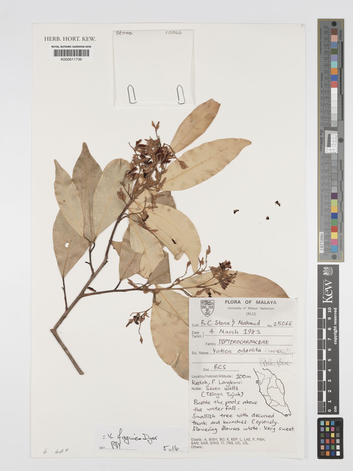 Vatica harmandiana Pierre | Plants of the World Online | Kew Science