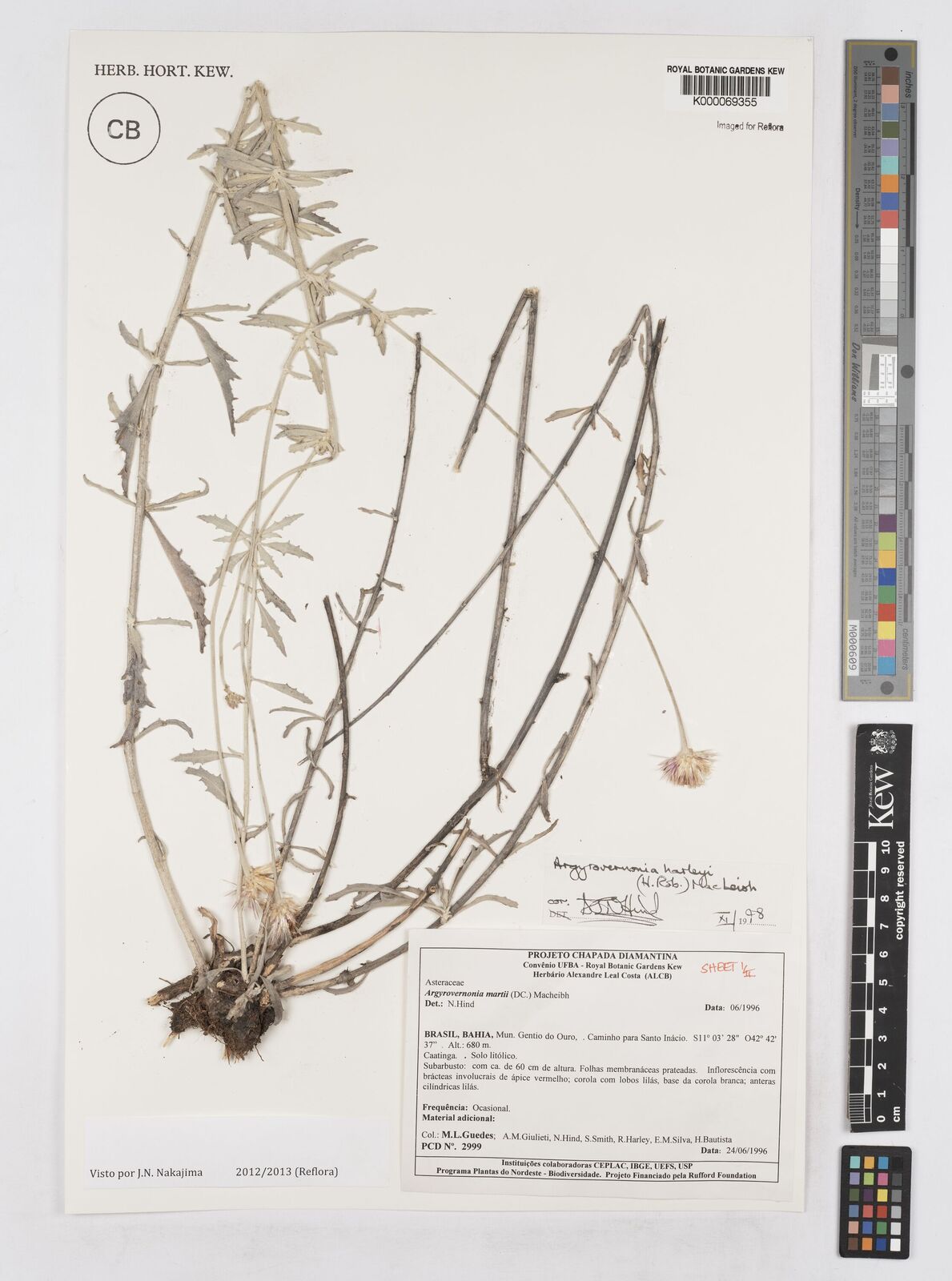 Chresta subverticillata Siniscalchi & Loeuille | Plants of the World ...