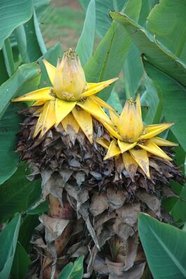 Musella lasiocarpa (Franch.) C.Y.Wu ex H.W.Li | Plants of the World ...