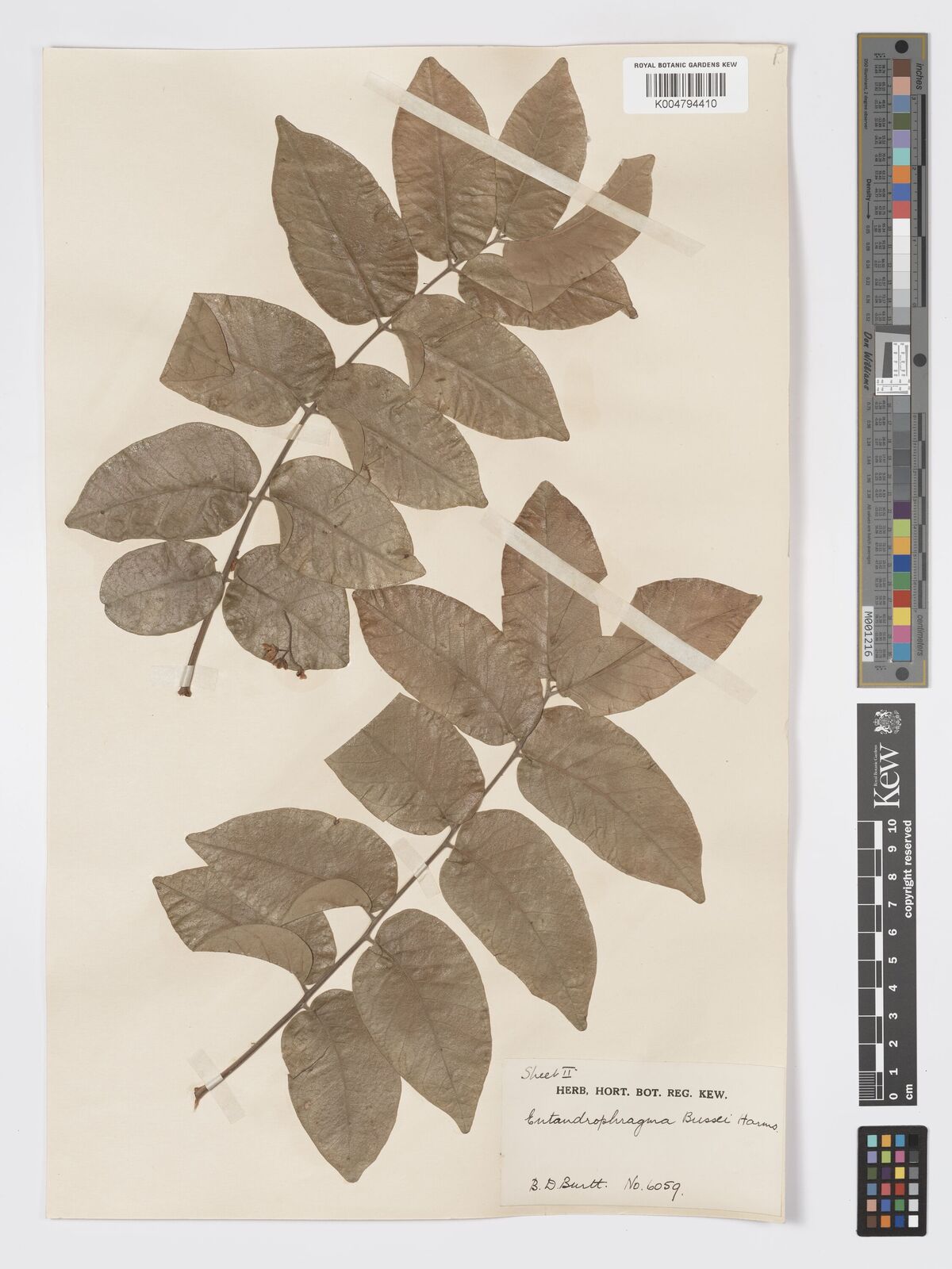 Entandrophragma bussei Harms ex Engl. | Plants of the World Online ...