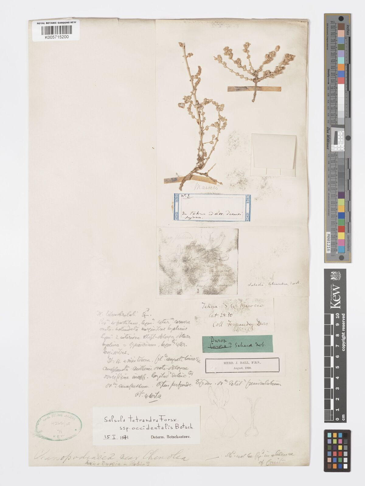 Salsola tetrandra subsp. occidentalis Botsch. | Plants of the World ...