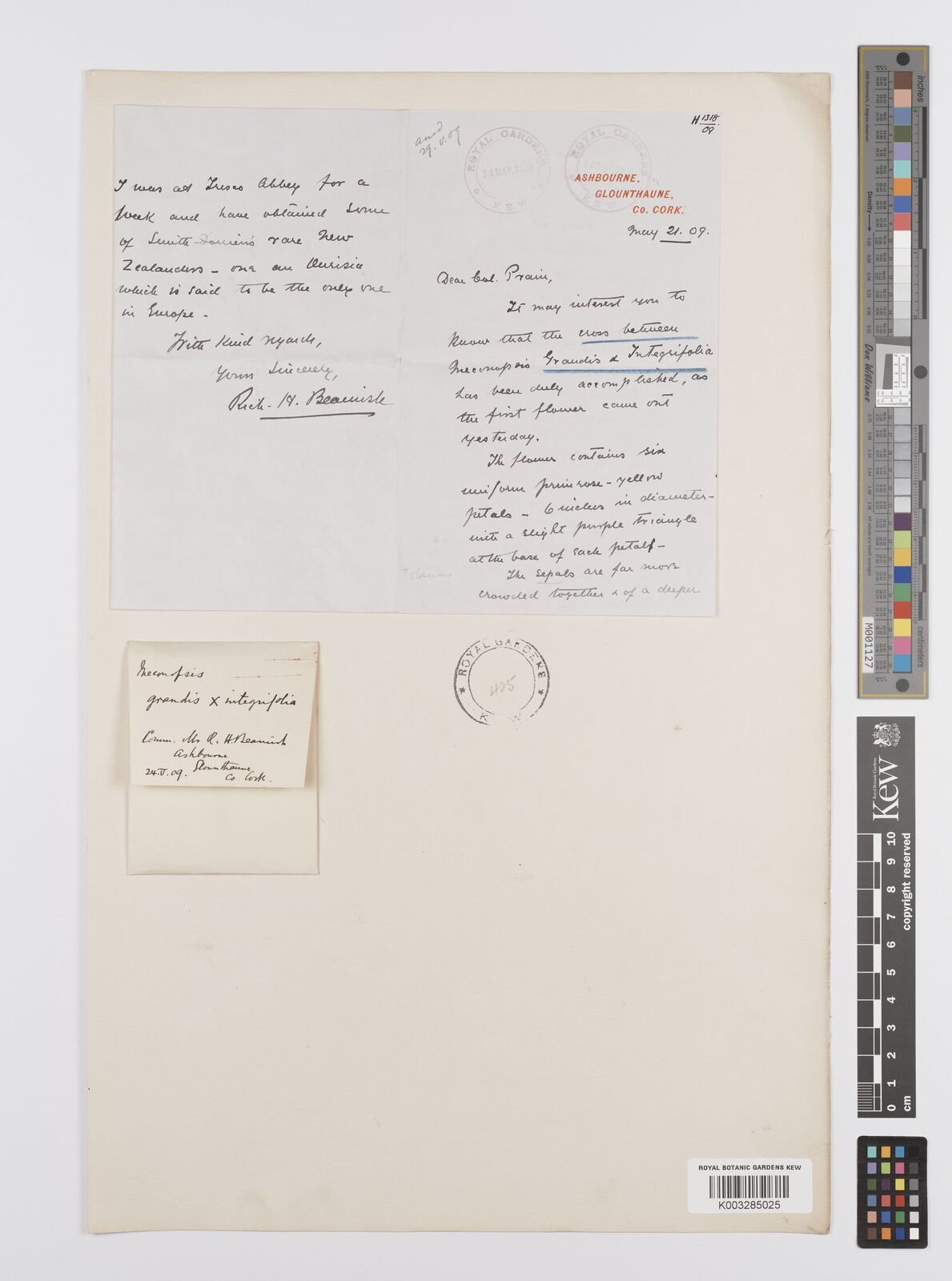 Meconopsis grandis Prain | Plants of the World Online | Kew Science