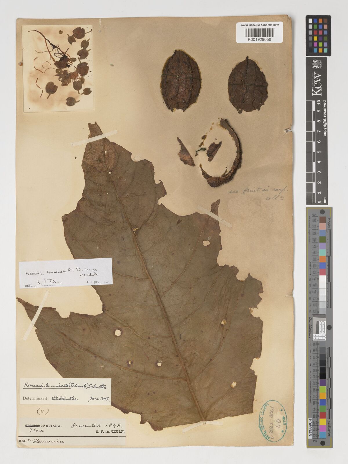 Theobroma lemniscatum (R.H.Schomb.) Colli-Silva | Plants of the World ...