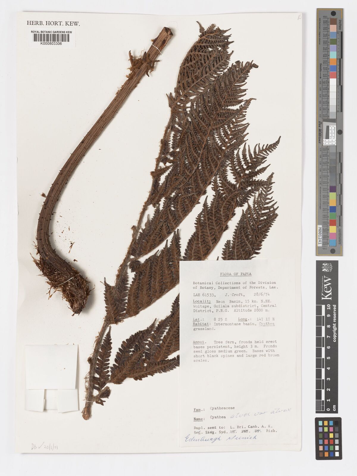 Sphaeropteris atrox (C.Chr.) R.M.Tryon | Plants of the World Online ...
