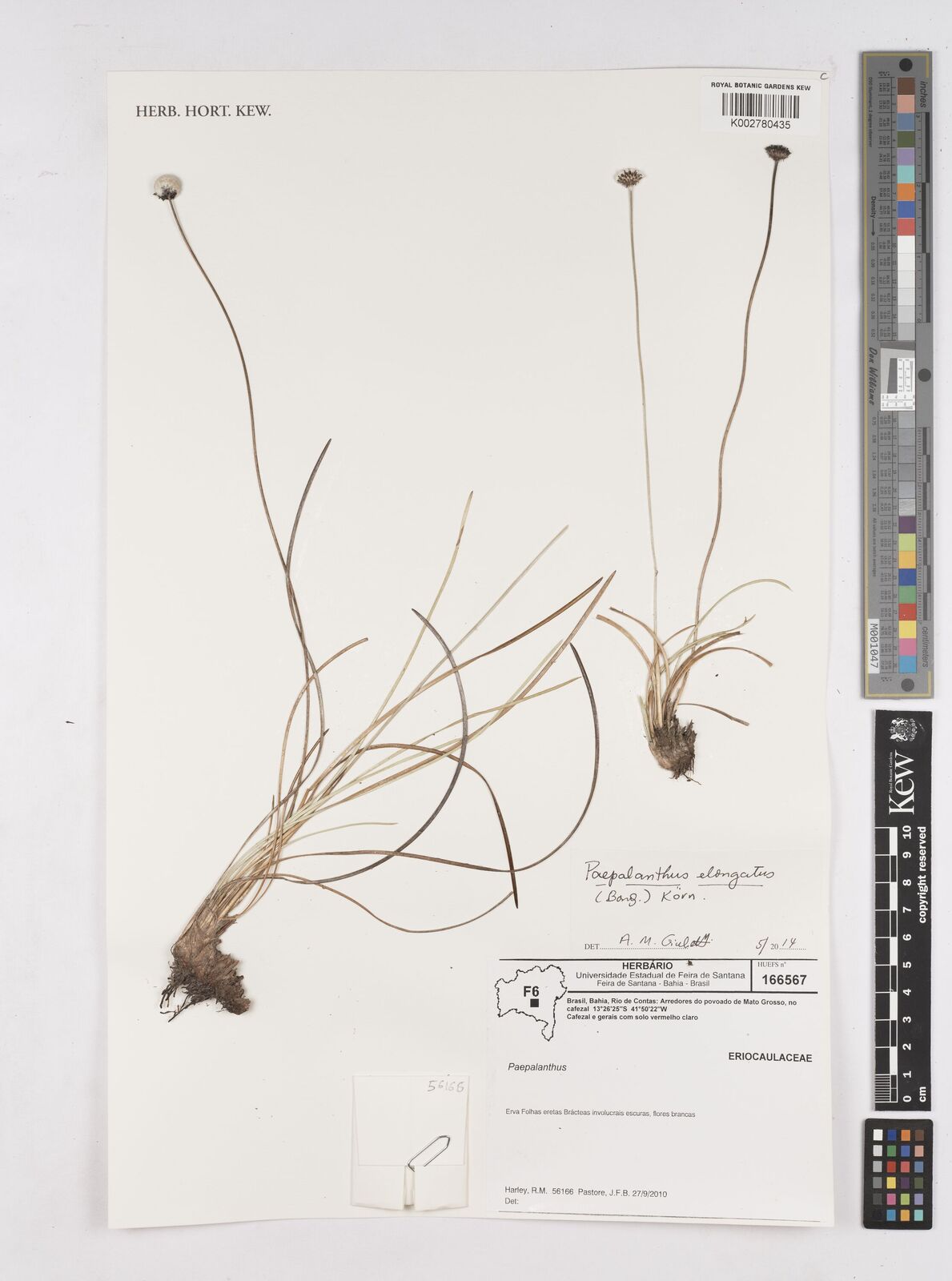 Paepalanthus elongatus (Bong.) Körn. | Plants of the World Online | Kew ...