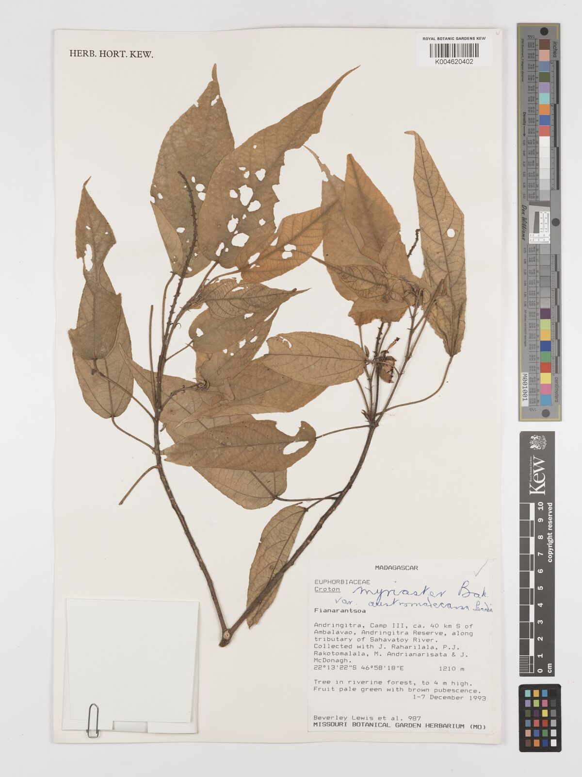 Croton myriaster Baker | Plants of the World Online | Kew Science